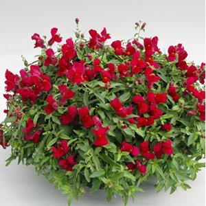 Snapdragon Snapdragon - Trailing (Antirrhinum) Candy Showers Deep ...