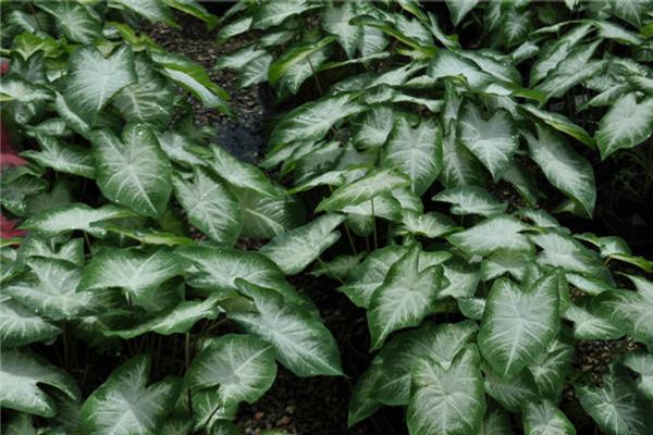 Caladium Caladium X Hortulanum Aaron White from American Farms