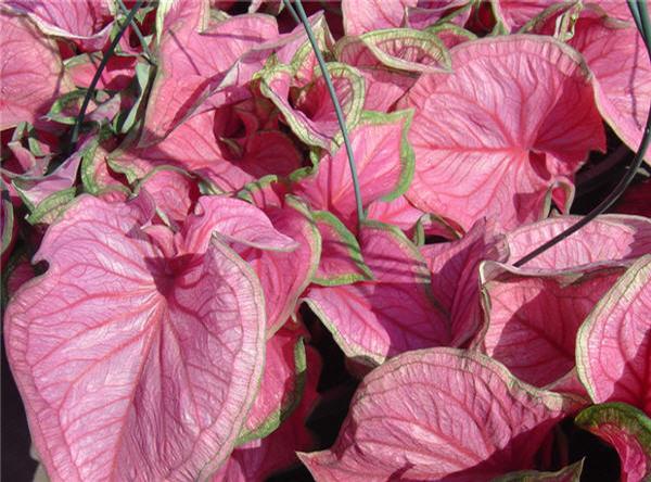 Caladium Caladium X Hortulanum Florida Sweetheart Pink from American Farms
