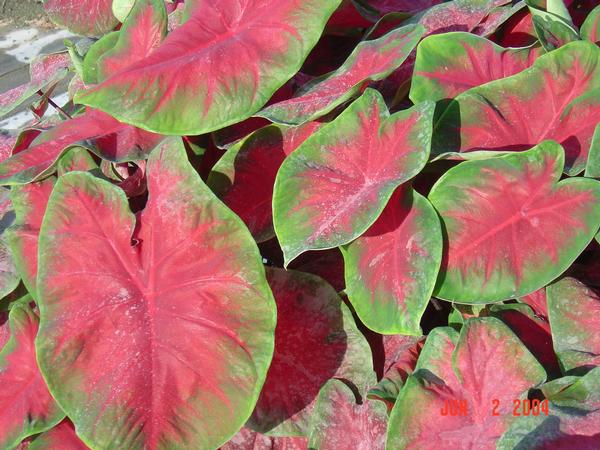 Caladium Caladium X Hortulanum Freida Hemple Red from American Farms