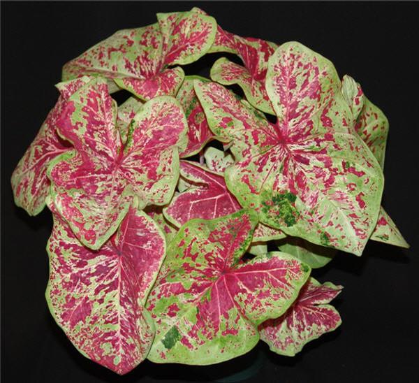 Caladium Caladium X Hortulanum Raspberry Moon from American Farms