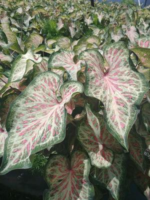 Caladium Combo Caladium Combination Candyland White' & Component from ...