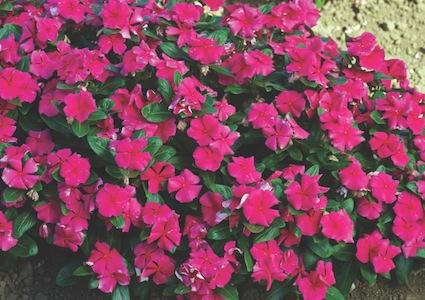 Vinca, Periwinkle Vinca (Catharanthus) Cora Punch from American Farms