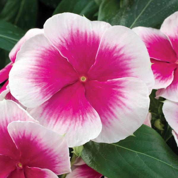 Vinca Vinca (Catharanthus) Nirvana Pink Splash from American Farms