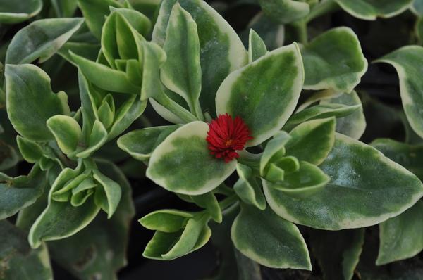 Dorotheanthus Dorotheanthus Bellidiformis Mezoo Trailing Red from ...