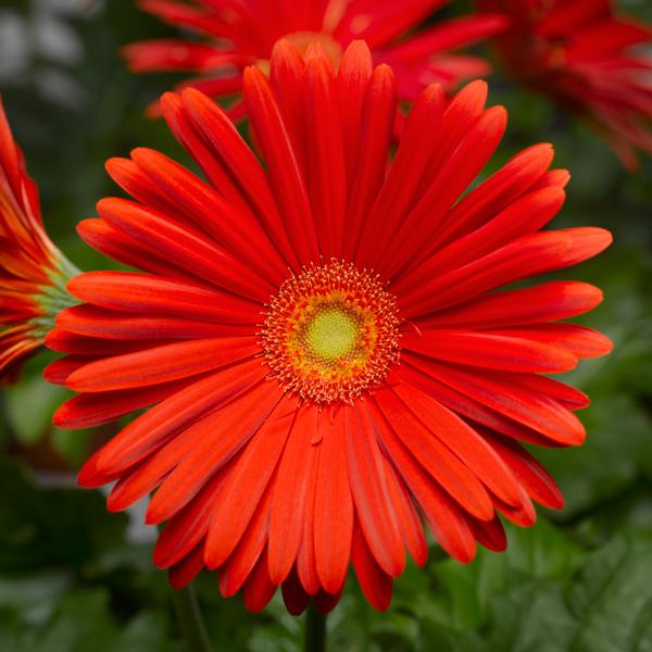 Gerbera Daisy Gerbera Jamesonii Elephant Scarlet from American Farms