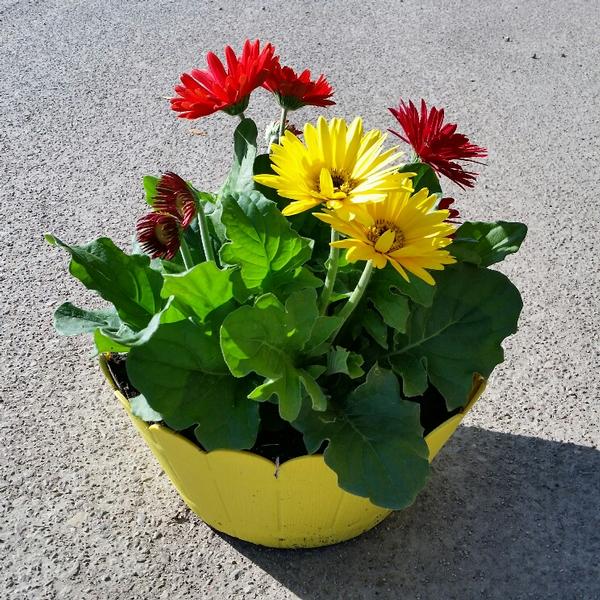 Gerbera Daisy Combo Gerbera Combination Summer Festival Combination ...