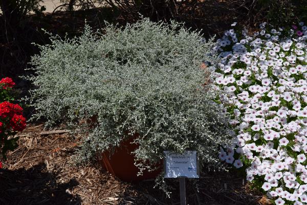 Helichrysum Helichrysum Hybrid Silver Star from American Farms