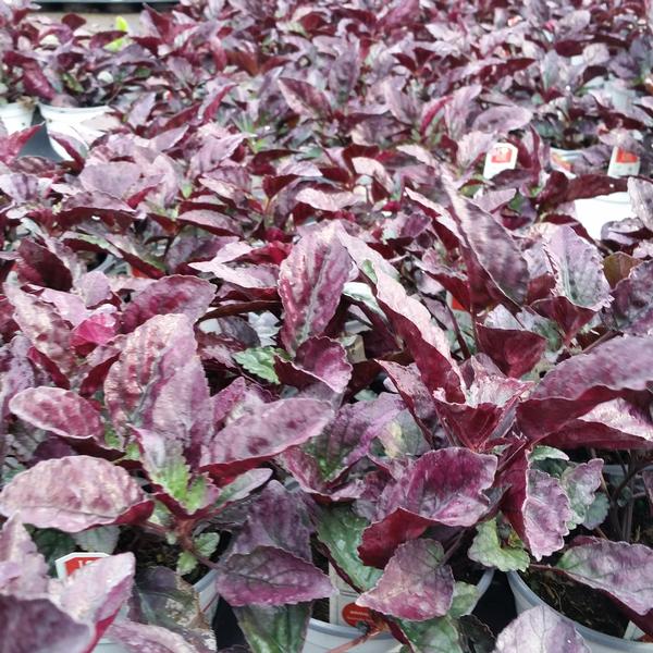 Hemigraphis Red Flame Ivy Hemigraphis Alternata Red Flame Ivy from ...