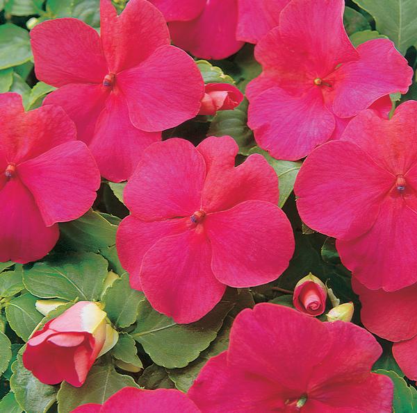 Impatiens Impatiens Walleriana S.E. Lipstick Xp from American Farms