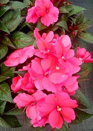 Sunpatiens Impatiens Impatiens Sunpatiens X Hybrida Compact Deep Rose ...
