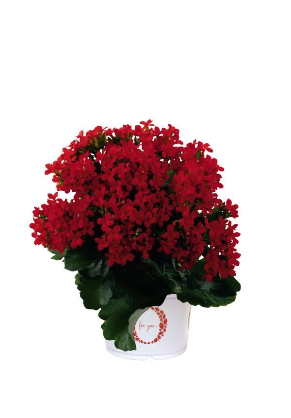 Kalanchoe Kalanchoe Fuego (Red) from American Farms