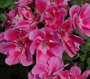 Geranium Geranium (Pelargonium) Savannah Lavender Splash from American ...
