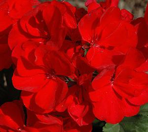 Geranium Geranium (Pelargonium) Savannah Red from American Farms