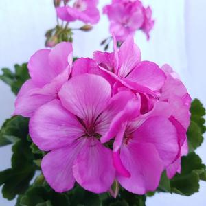 Geranium Geranium (Pelargonium) Survivor Indigo Sky from American Farms