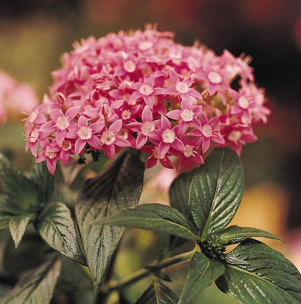 Pentas Pentas Lanceolata Butterfly Deep Pink from American Farms