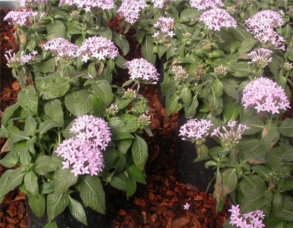 Pentas Pentas Lanceolata Graffiti Lavender from American Farms