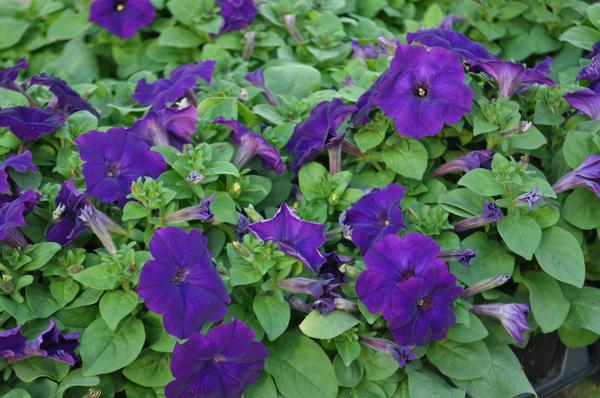 Petunia Petunia X Hybrida Mambo Blue from American Farms