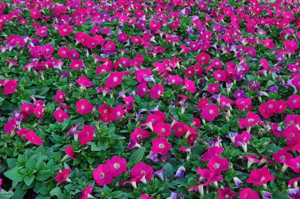 Petunia Petunia X Hybrida Mambo Rose from American Farms
