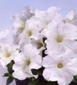 Petunia Petunia X Hybrida Mambo White from American Farms