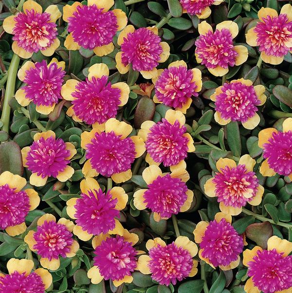 Purslane Purslane (Portulaca) Fairytales Cinderella from American Farms