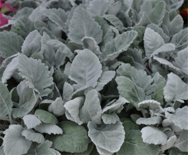 Dusty Miller Dusty Miller (Senecio) Cineraria New Look from American Farms
