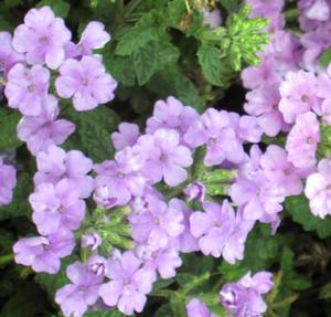 Verbena Trailing Verbena X Hybrid Empress Flair Lavender Blue from ...