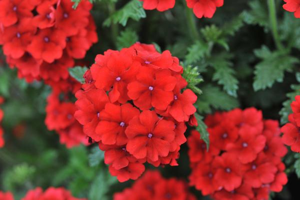 Verbena Trailing Verbena X Hybrid Empress Flair Red from American Farms
