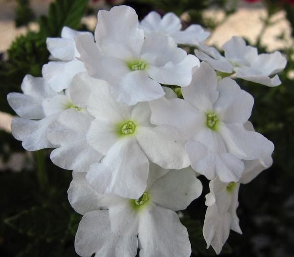 Verbena Trailing Verbena X Hybrid Empress Flair White from American Farms