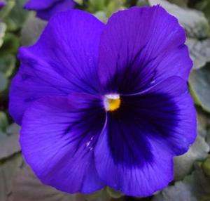 Pansy Pansy (Viola) Delta Deep Blue Blotch from American Farms
