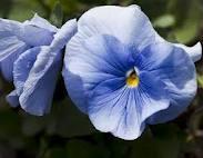 Pansy Pansy (Viola) Delta Pure Light Blue from American Farms
