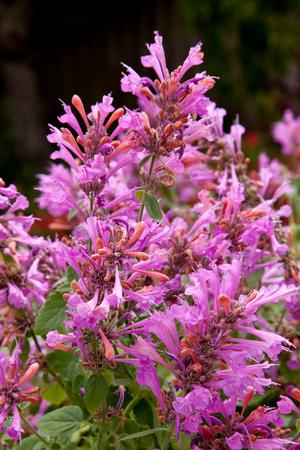 Agastache Agastache Acapulco Deluxe Rose from American Farms