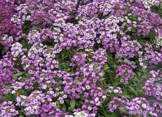 Alyssum Alyssum (Lobularia) Maritima Clear Crystal Purple Shades from ...