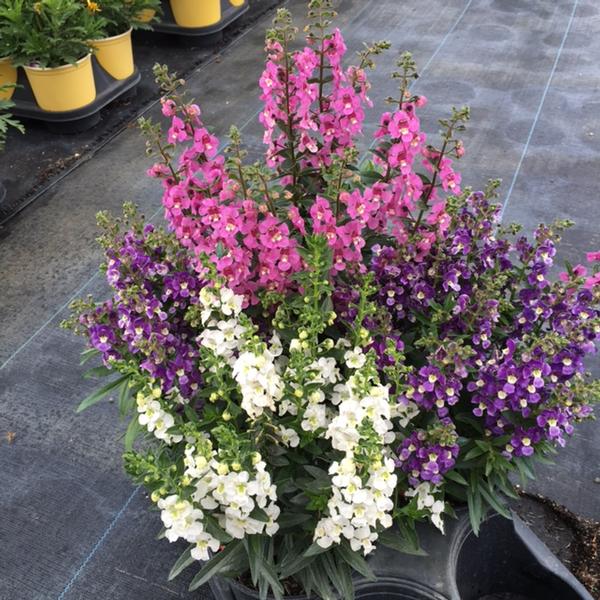 Summer Snapdragon Angelonia Alonia Big Blue from American Farms