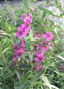 Summer Snapdragon Angelonia Alonia Big Dark Pink from American Farms