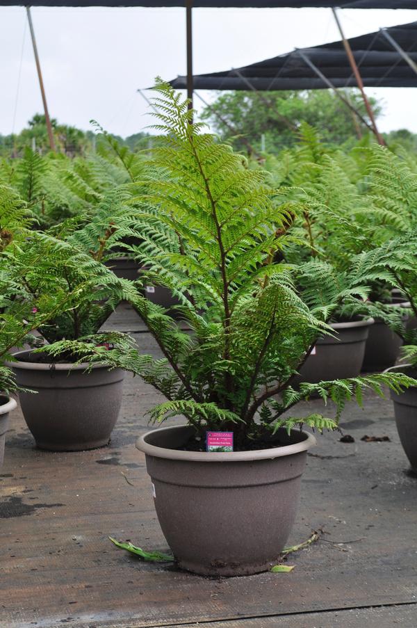 Australian Tree Fern Australian Tree Fern Green from American Farms
