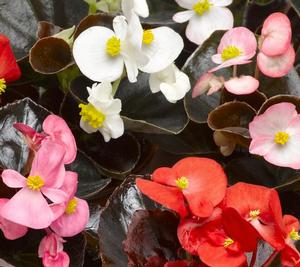 Wax Begonia Begonia Semperflorens Bada Boom Mix from American Farms