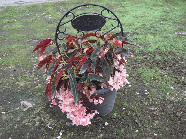 Angelwing Begonia Begonia X Hybrid Torch Pink from American Farms