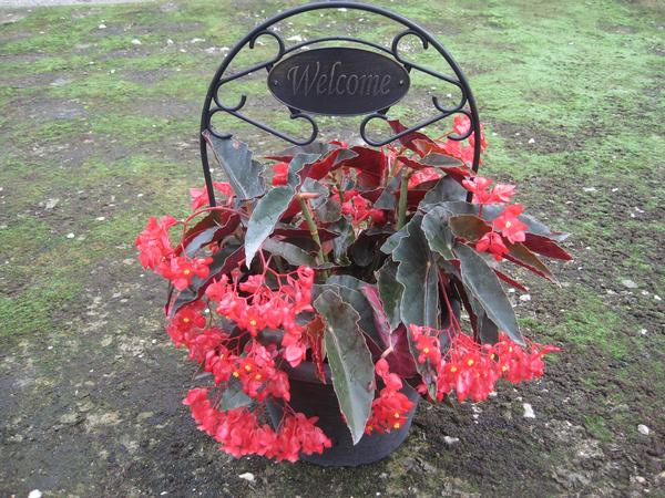 Angelwing Begonia Begonia X Hybrid Torch Red from American Farms