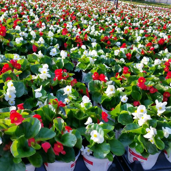 Begonia Begonia Encore IV Christmas Mix from American Farms