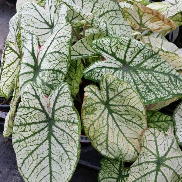 Caladium Caladium X Hortulanum Candidum Sr White from American Farms