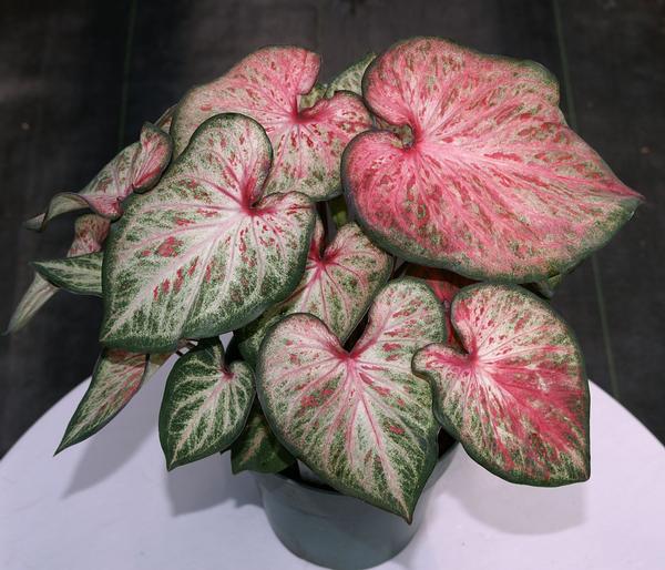 Caladium Caladium X Hortulanum Candyland White from American Farms