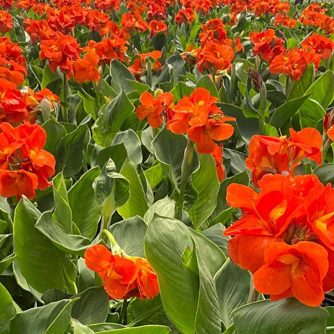 Canna Cannasol Canna Hybrid Happy Green Leaf Cleo Orange from American ...