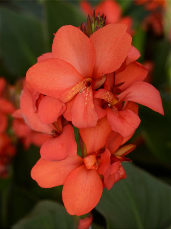 Canna Lilly Canna Cannova Red Shades from American Farms