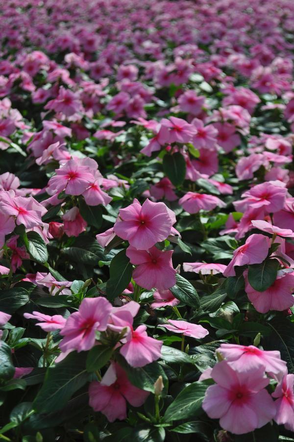 Vinca, Periwinkle Vinca (Catharanthus) Cora Strawberry from American Farms
