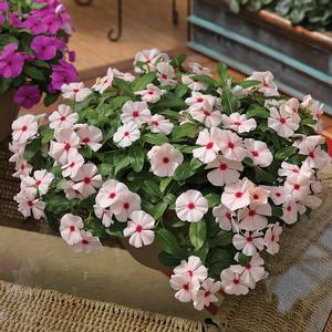 Vinca, Periwinkle Vinca (Catharanthus) Cora Cascade Peach Blush from ...
