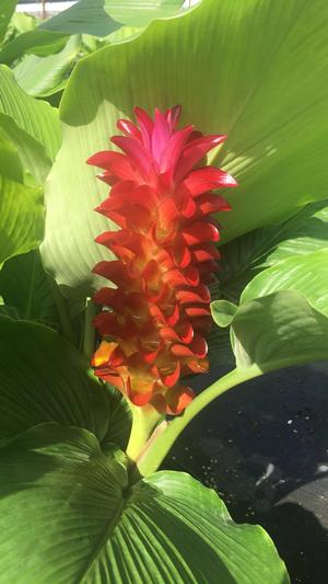 Cone Ginger Cone Ginger Baan Rai Red Torch from American Farms