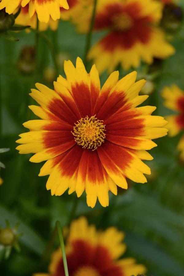 Coreopsis Coreopsis Uptick Gold And Bronze from American Farms