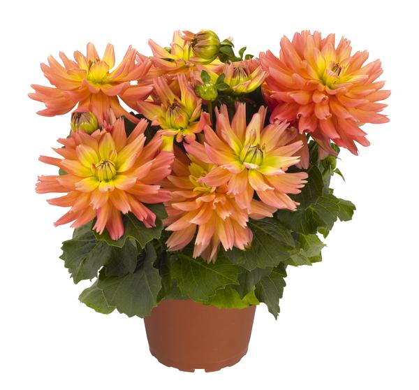 Dahlia Jumbo Dahlia XXL Sunset Orange from American Farms