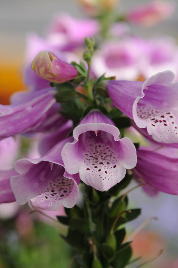 Digitalis Digitalis Dalmation Rose from American Farms